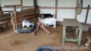 Thrift Farm - Milton Keynes Kids