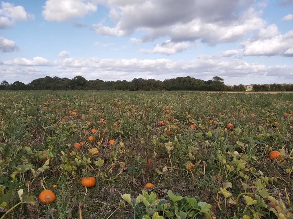 Pumpkin patches in and around Milton Keynes 2019 - Milton Keynes Kids