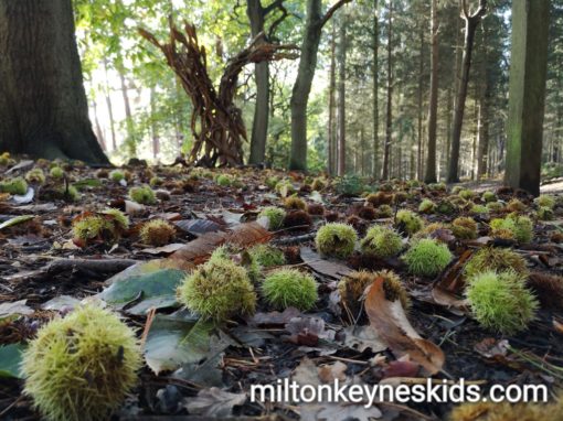 Rushmere country park in Bedfordshire review - Milton Keynes Kids